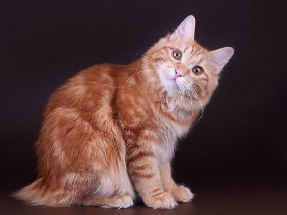 Kurilian Bobtail Kedisi Bakımı Ve Özellikleri - MaksatBilgi Kurilian Bobtail Kedisi Bakımı Ve Özellikleri - MaksatBilgi