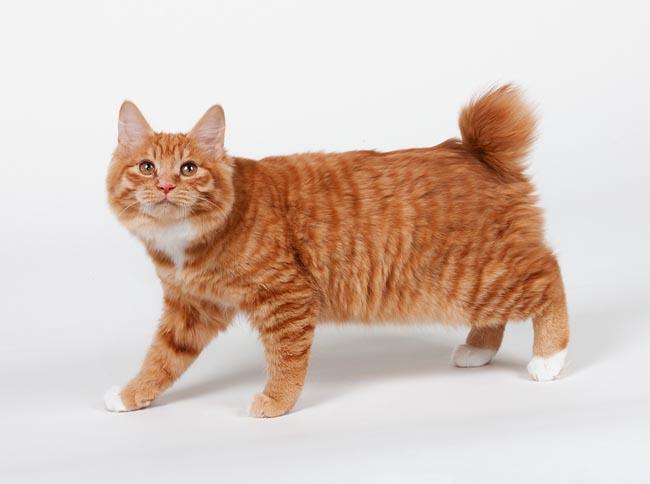 Kurilian Bobtail Kedisi Bakımı Ve Özellikleri - MaksatBilgi Kurilian Bobtail Kedisi Bakımı Ve Özellikleri - MaksatBilgi