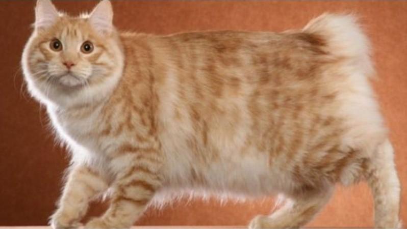 Kurilian Bobtail Kedisi Bakımı Ve Özellikleri - MaksatBilgi Kurilian Bobtail Kedisi Bakımı Ve Özellikleri - MaksatBilgi